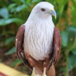 Langkawi: Wildlife Park Admission Ticket - The Sum Up