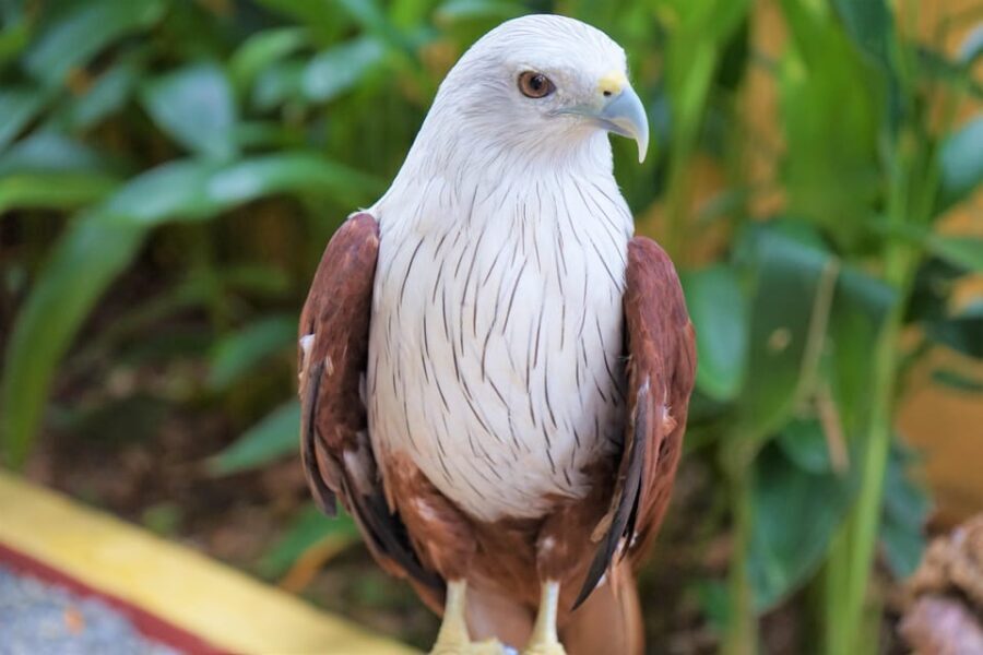 Langkawi: Wildlife Park Admission Ticket - The Sum Up