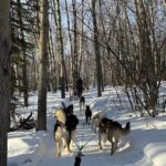Large Groups for Mushing Activity - The Mushing Experience
