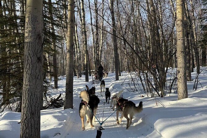 Large Groups for Mushing Activity - The Mushing Experience