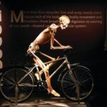 Las Vegas: BODIES | The Exhibition at the Luxor - Unique Aspects of the Display
