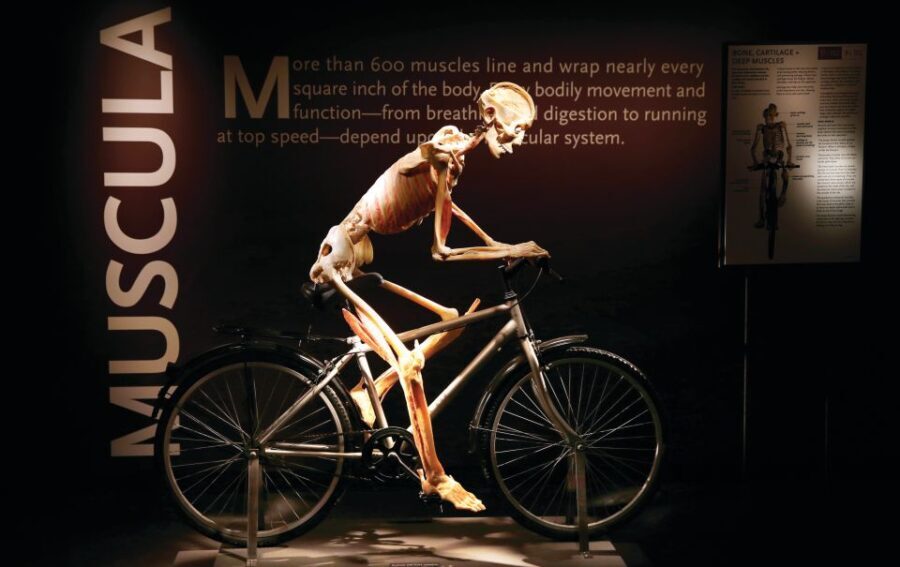 Las Vegas: BODIES | The Exhibition at the Luxor - Unique Aspects of the Display