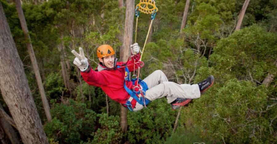 Launceston: Hollybank Forest Treetop Zip Lining with Guide - A Deeper Look at the Experience