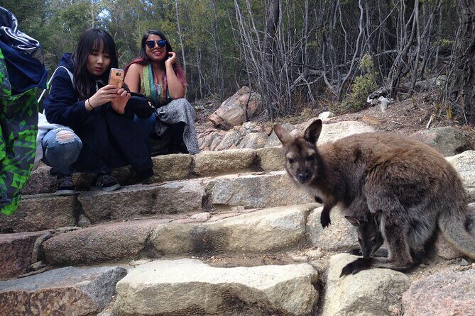 Launceston to Hobart via Wineglass Bay - Active one-way Day Tour - The Authentic Touch