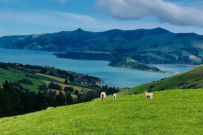 Lava Loop- Guided electric mountain bike tour in Akaroa - The Real-World Traveler Experience