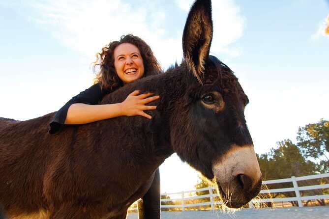 Leadership & Mindfulness Retreat with Horses - Individual & Group - The Significance of the Horse-Human Dynamic