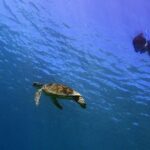 Learn to Stand Up Paddleboard! Includes 5 Star Snorkeling Tour! - The Value Proposition