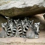 Lemur Experience at Melbourne Zoo - excl. entry - The Experience in Detail: How It Works and Why It Matters