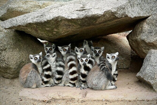 Lemur Experience at Melbourne Zoo - excl. entry - The Experience in Detail: How It Works and Why It Matters