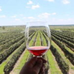 León: Wine Tasting & Vineyard Tour at Viñedo Jalpense - The Itinerary In Detail