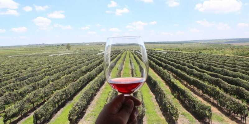 León: Wine Tasting & Vineyard Tour at Viñedo Jalpense - The Itinerary In Detail