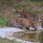 Leopard Safari in 4x4 Vehicle in Jhalana Park Including Transfers - The Itinerary Breakdown