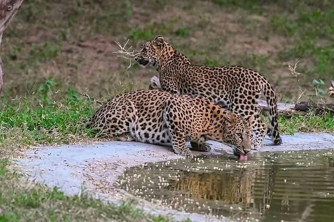 Leopard Safari in 4x4 Vehicle in Jhalana Park Including Transfers - The Itinerary Breakdown