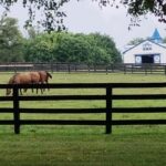Lexington: Thoroughbred Horse Farm Tour and Scenic Bluegrass - The Tour Itinerary: What to Expect