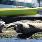 Liberty Bay Wildlife Kayaking - Who Will Love This Tour