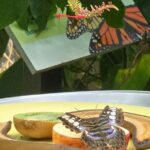 Lincoln Park Nature Museum & Zoo Private Walking Tour - Who This Tour Is Best For