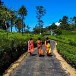 Lipton's Seat and Dambatenna Tea Factory Day Tour From Ella - Authenticity and Traveler Feedback