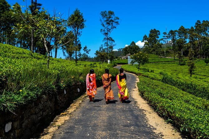 Lipton's Seat and Dambatenna Tea Factory Day Tour From Ella - Authenticity and Traveler Feedback