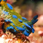 Little Barrier Island: Full-Day Scuba Dive Charter - FAQ