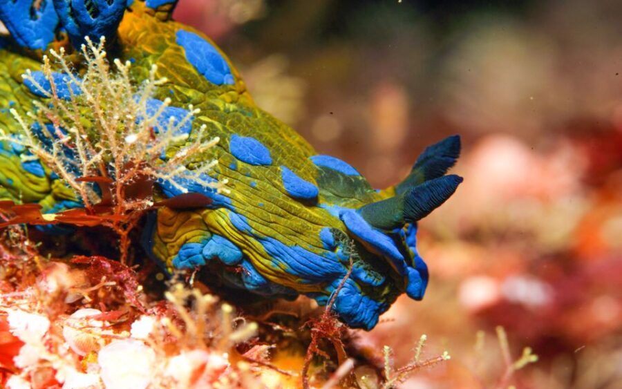Little Barrier Island: Full-Day Scuba Dive Charter - FAQ