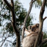 Little Koala Walking Tour - Who Will Appreciate This Tour?