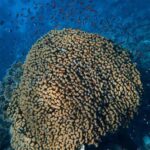 Little Tobago: Glass Bottom Boat Tour - Who Will Love This Experience?