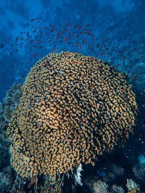 Little Tobago: Glass Bottom Boat Tour - Who Will Love This Experience?