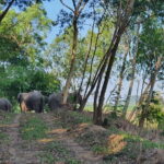LIVING GREEN ELEPHANT SANCTUARY Chonburi - Practical Details