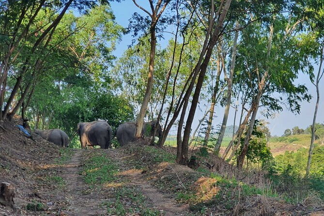 LIVING GREEN ELEPHANT SANCTUARY Chonburi - Practical Details