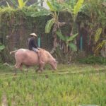 Living Land Rice Farming Experience - The Value for Money