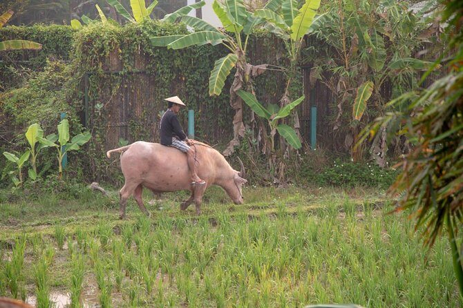 Living Land Rice Farming Experience - The Value for Money