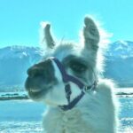 Llama Trek (Half-day) - Kaikoura Bay, Beaches & Seal Colony - The Value of the Tour