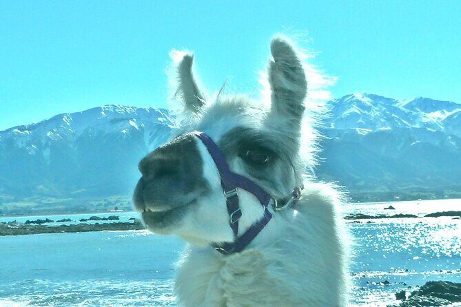 Llama Trek (Half-day) - Kaikoura Bay, Beaches & Seal Colony - The Value of the Tour
