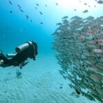 Local Dive in Playa del Carmen - Summary: Why Choose This Tour?