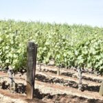 Lodi wine tasting tours Customized private 1 to 14 passenger - The Experience’s Strengths