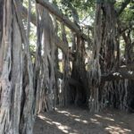 Lone Pine and Brisbane City Highlights - What Travelers Say
