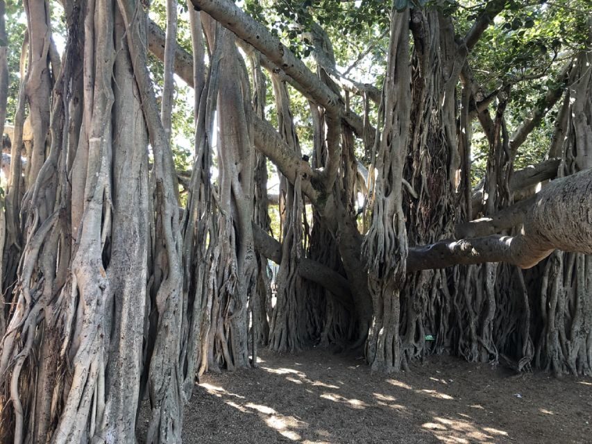 Lone Pine and Brisbane City Highlights - What Travelers Say