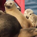 Long Beach Harbor 45-Minute Boat Tour - The Sights in Detail: Why They Matter