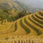 Longji Rice Terraces Day Tour with the Ping'an and Dazhai Village - Transport and Accessibility