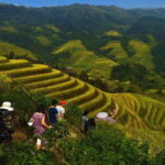 Longji Rice Terraces Field Private Full Day Tour - What Makes This Tour Stand Out?