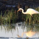 LookAbout Darwin Wetlands Wildlife Premium Tour Max 6 Guests - An In-Depth Look at the Experience