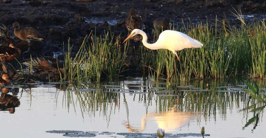 LookAbout Darwin Wetlands Wildlife Premium Tour Max 6 Guests - An In-Depth Look at the Experience