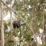 Lorne: Live Wire Park Ticket with Zip Line Rollercoaster - Experience Overview: Nature, Thrills, and Tree-Top Views