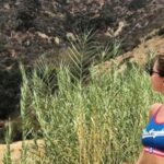 Los Angeles: Private Half Day City Tour - Authentic Experiences & Real Traveler Feedback