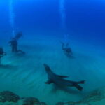 Los Cabos 3-Hour Certified Scuba Diving Tour - The Experience: A Deep Dive into the Tour Itself