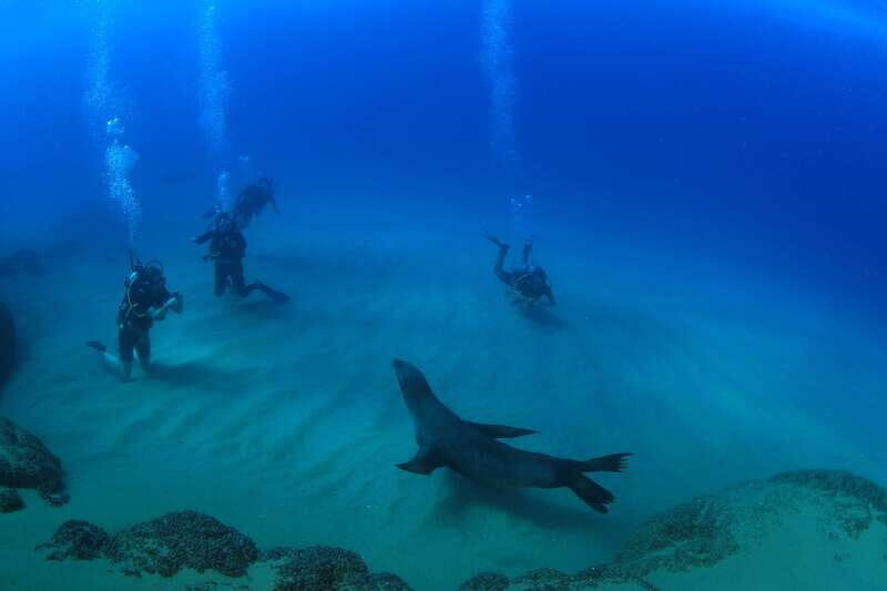 Los Cabos 3-Hour Certified Scuba Diving Tour - The Experience: A Deep Dive into the Tour Itself