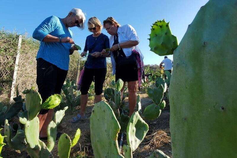 Los Cabos: Azteca Cactus Taco Farm to Table Cooking Class - What the Tour Gets Right