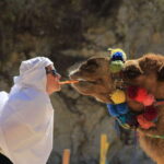 Los Cabos: Camel Ride in the Canyon & Thrilling Water-Slides - Assessing the Value