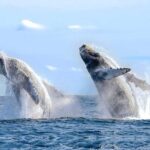 Los Cabos: Catamaran Whale Watching Cruise - A Closer Look at the Itinerary