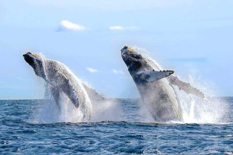 Los Cabos: Catamaran Whale Watching Cruise - A Closer Look at the Itinerary